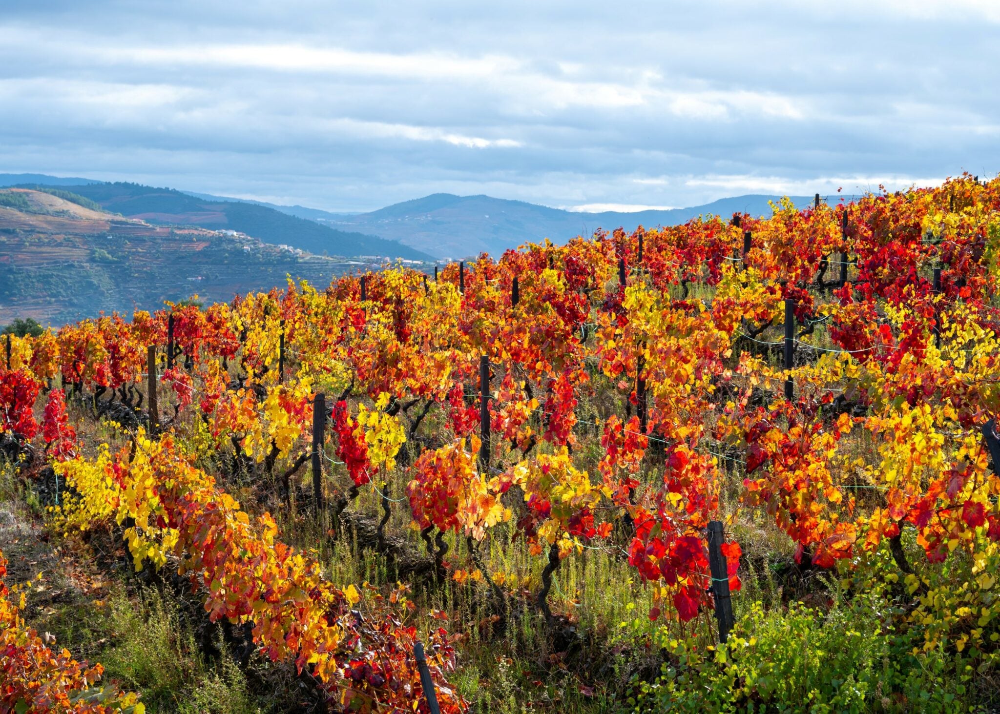 Cork Trees in Portugal: A Historic Journey & Top Must-Visit Locations ...